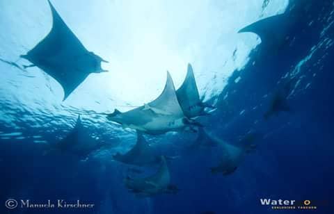 Saildive – Liveaboard diving in the Azores - Azorean Rooms / Azores Islands